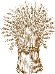 Wheat Vector Images (over 110,000)