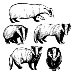 Badger Vector Images (over 2,500)