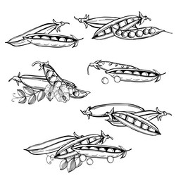 Hand-drawn peas set sketch Royalty Free Vector Image
