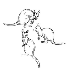 Wallaby Cartoon Vector Images (over 1,500)