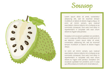 Soursop tea Royalty Free Vector Image - VectorStock