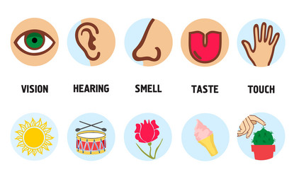Face with Five Senses Cartoon Vector Images (over 160)
