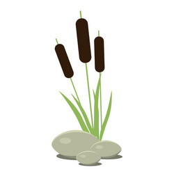 Pond reeds Royalty Free Vector Image - VectorStock