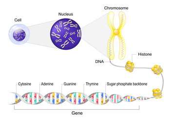 Chromatin Vector Images (over 100)