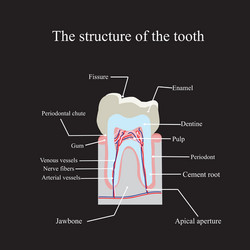 Anatomical structure of the tooth Royalty Free Vector Image