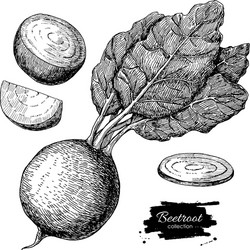 Beetroot ink sketch Royalty Free Vector Image - VectorStock