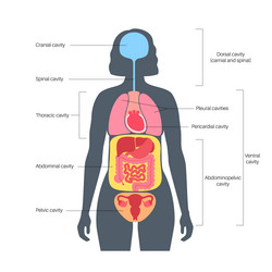 Body cavities poster Royalty Free Vector Image