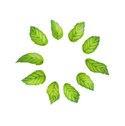 Fresh mint seamless pattern Royalty Free Vector Image