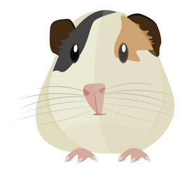 Hamster on white background Royalty Free Vector Image