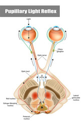 Pupillary light reflex reaction of pupils to light