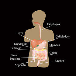 Gastrointestinal Tract Vector Images (over 2,600)