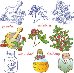 Natural herbs Royalty Free Vector Image - VectorStock