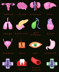 Human Body Organs Chart Vector Images (over 1,400)