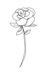 Rose flower line drawing style art design Vector Image