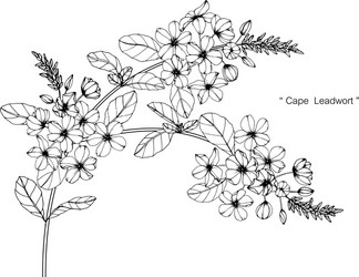 Cape leadwort flower and leaf hand drawn Vector Image