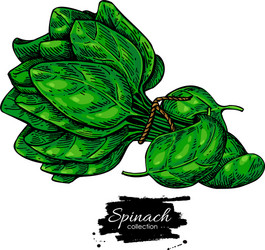 Spinach Vector Images (over 9,000)