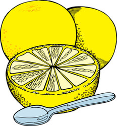 Grapefruit Outline Vector Images (over 960)