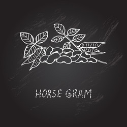 Horse Gram Vector Images (13)