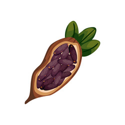 Cocoa bean drawing Royalty Free Vector Image - VectorStock