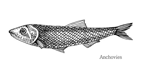 Anchovies fish hand drawn realistic Royalty Free Vector