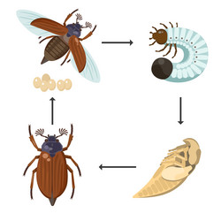 Bug Life Cycle Vector Images (over 370)