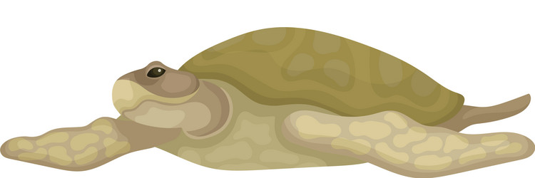 Turtle reptile animal side view Royalty Free Vector Image