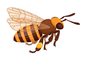 Cartoon bee honey insect striped bumblebee Vector Image