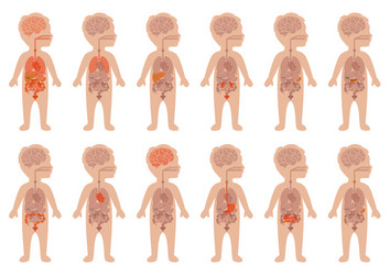 Anatomy Body Boy Digestive System Vector Images (over 120)