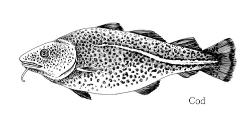 Ink sketch of cod fish Royalty Free Vector Image