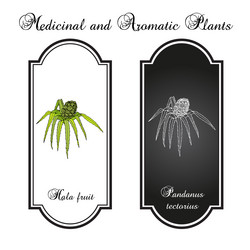 Pandanus Vector Images (over 100)