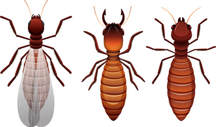 Termite Vector Images (over 2,300)