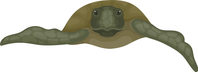Swimming sea turtle reptile animal front view Vector Image