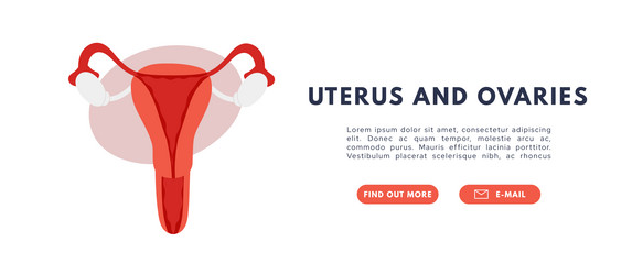 Female reproductive system organs location uterus Vector Image