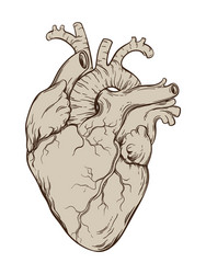 Hand drawn anatomically correct human heart Vector Image