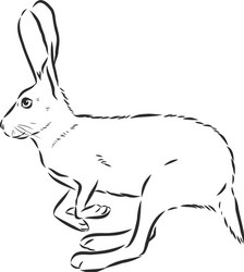 Hare doodle style sketch hand drawn sketch Vector Image