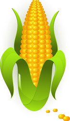 Corn Royalty Free Vector Image - VectorStock