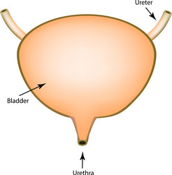 Anatomical structure of the urinary bladder Vector Image