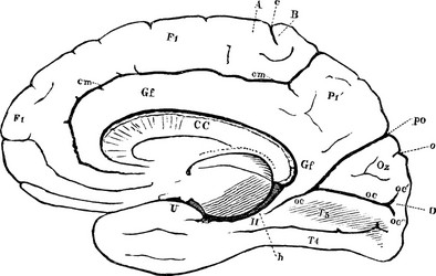 Right Hemisphere Vector Images (over 270)