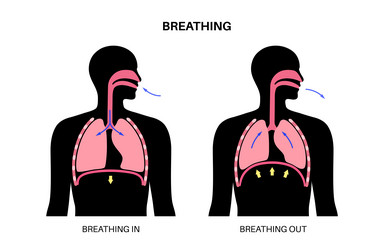 Diaphragm Inhale and Exhale Vector Images (over 100)
