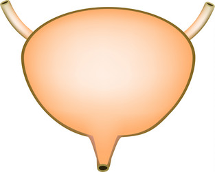 Anatomical structure of the urinary bladder Vector Image