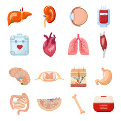 Five senses concept with human organs Royalty Free Vector
