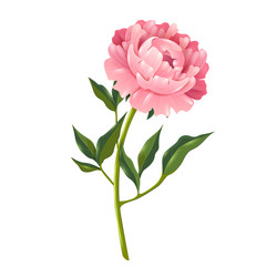 White Peony Vector Images (over 8,800)