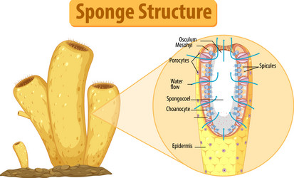 Diagram showing structure of sponge Royalty Free Vector