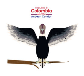 Andean condor bird Royalty Free Vector Image - VectorStock