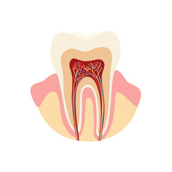 Tooth Vector Images (over 120,000)
