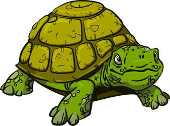 Turtle Cartoon Crazy Vector Images (over 120)