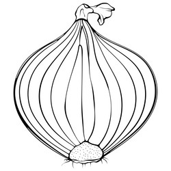 Onion Line Art Vector Images (over 2,400)