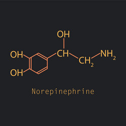 Norepinephrine noradrenaline norepi hormone Vector Image