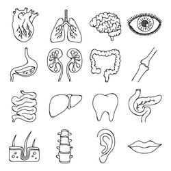 Anatomy Doodle Vector Images (over 3,900)