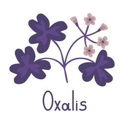 Oxalis Vector Images (over 140)